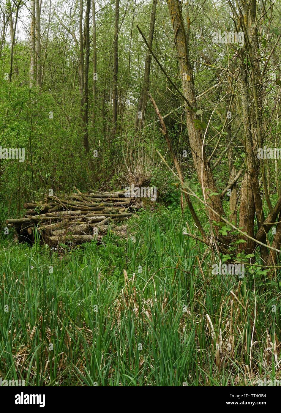 Stodmarsh National Nature Reserve, Kent, England Stock Photo - Alamy