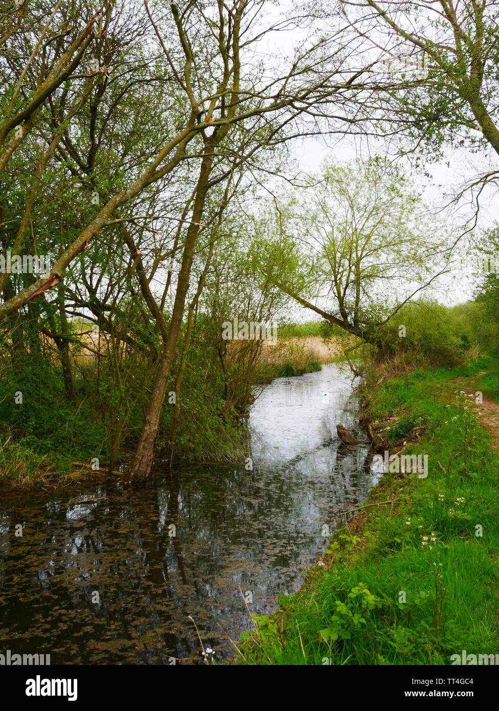 Stodmarsh National Nature Reserve, Kent, England Stock Photo - Alamy