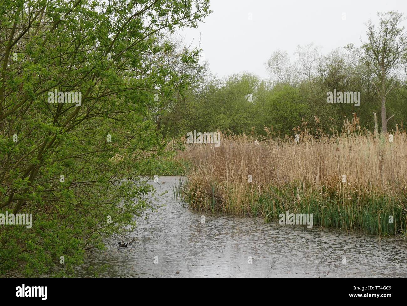 Stodmarsh national nature reserve hi-res stock photography and images ...
