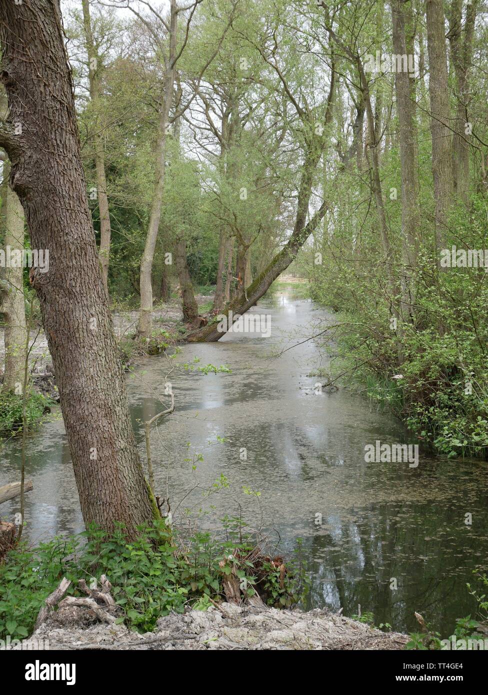 Stodmarsh national nature reserve hi-res stock photography and images ...