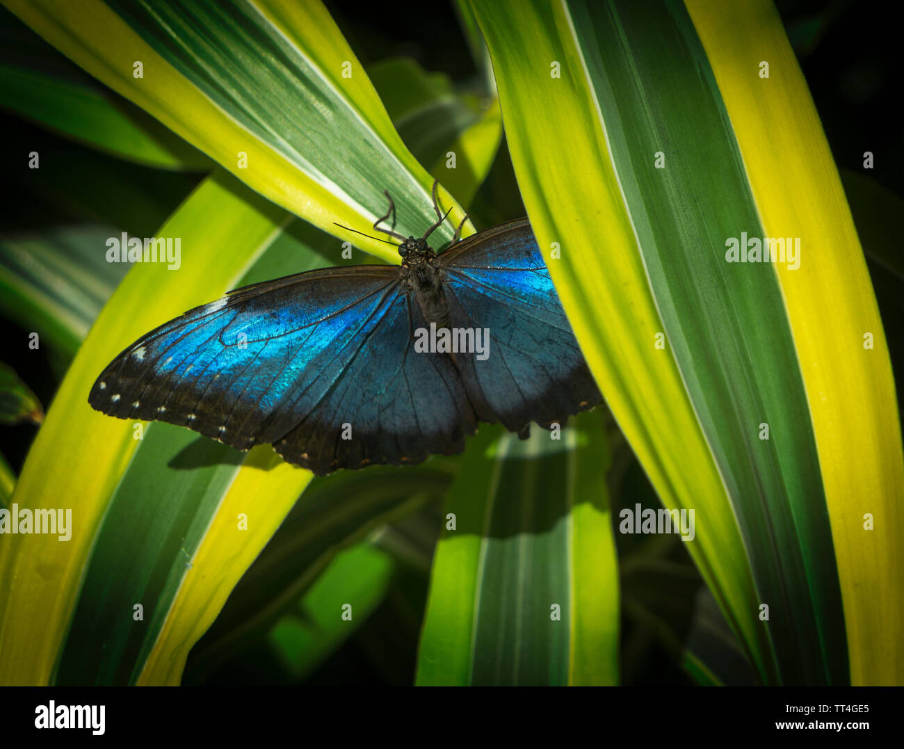 Animals of the calgary zoo hi-res stock photography and images - Alamy