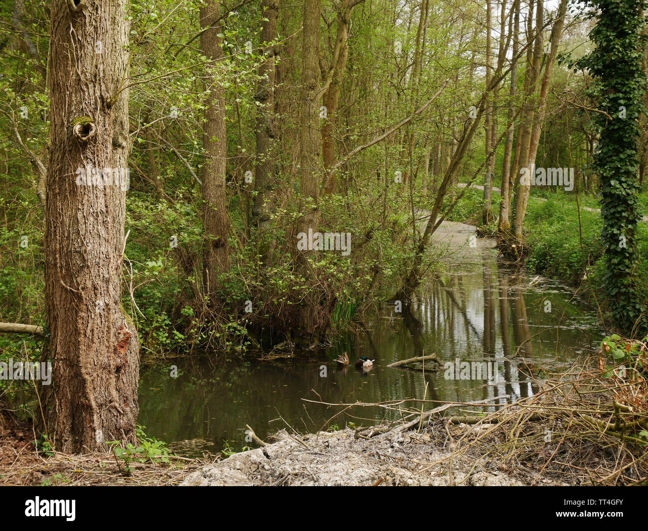 Stodmarsh national nature reserve hi-res stock photography and images ...