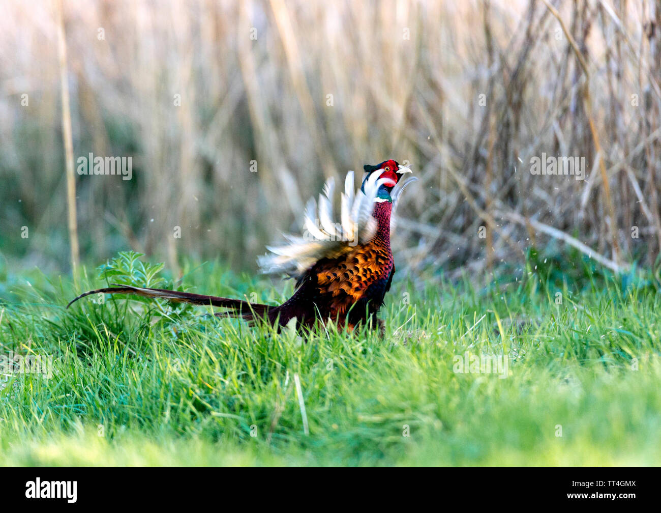 COMMON COCK PHEASANT CALLING, BEATING ITS WINGS, CLAIMING TERRITORY ...