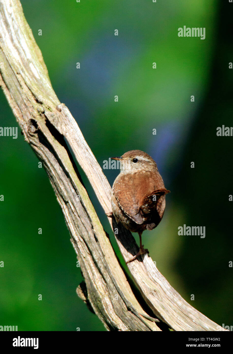 WREN IN UK WOODLAND Stock Photo - Alamy