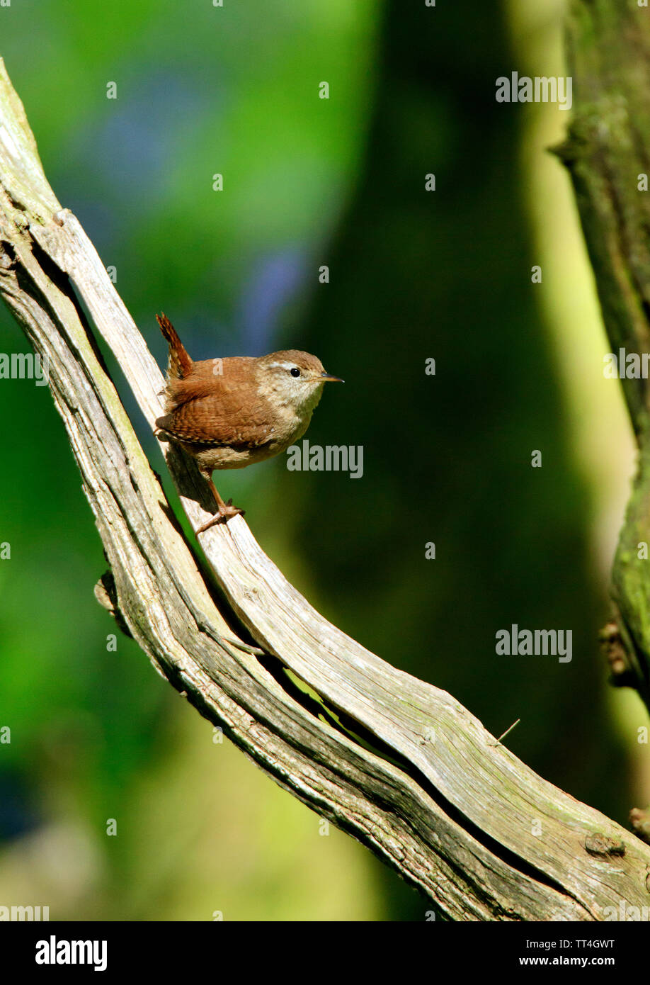WREN IN UK WOODLAND Stock Photo - Alamy