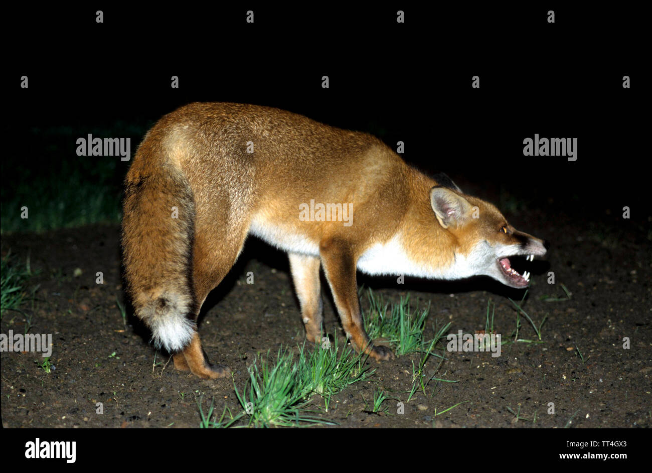 FOX BARING ITS TEETH Stock Photo - Alamy