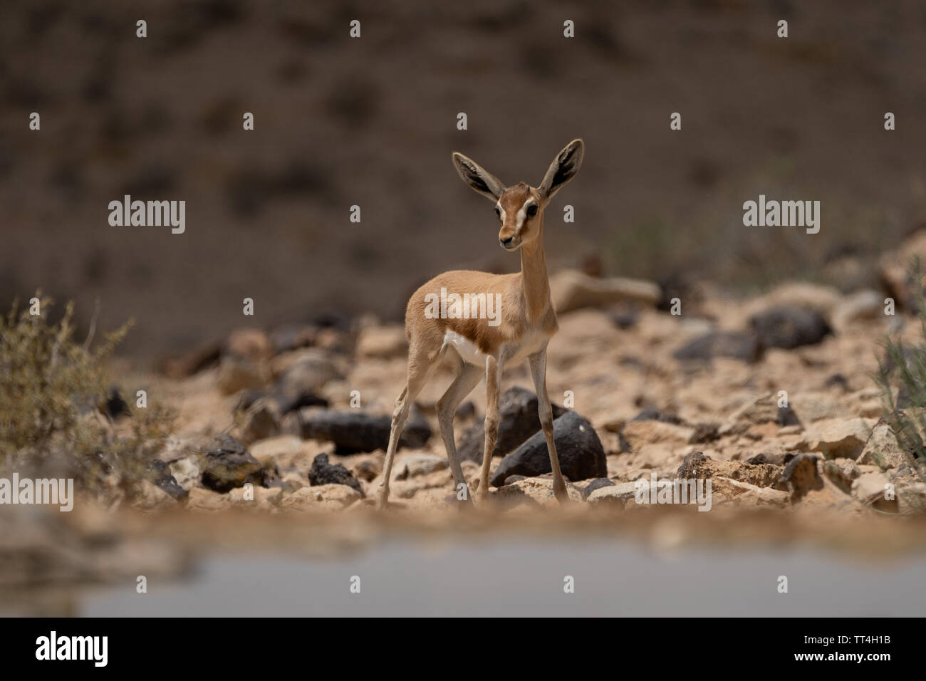 roe of Dorcas gazelle (Gazella dorcas Stock Photo - Alamy