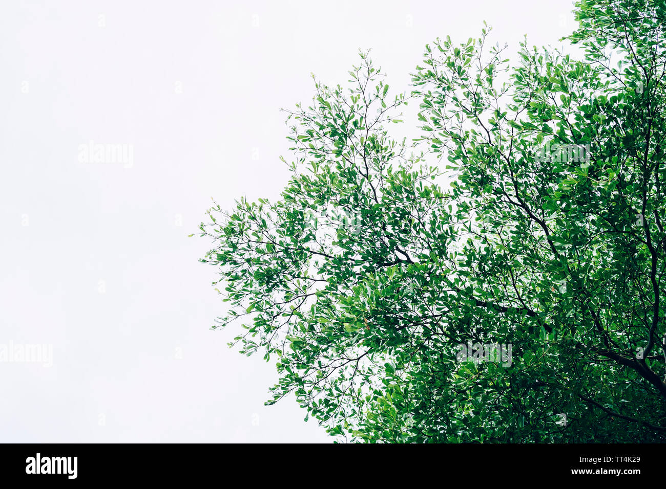 beautiful green tree branch Stock Photo - Alamy