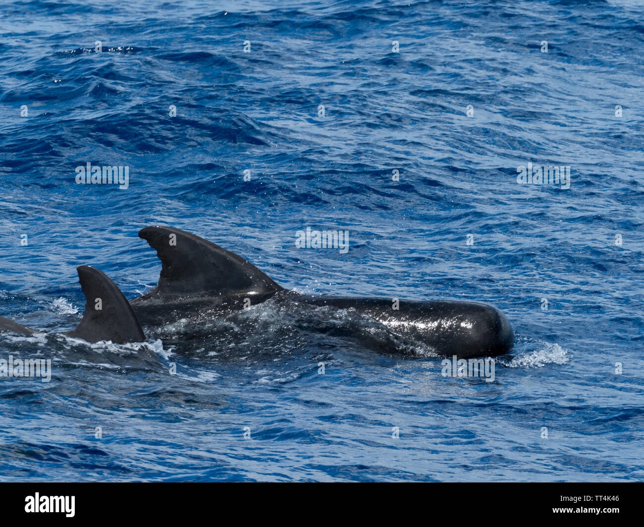 Short-finned pilot whale, Globicephala macrorhynchus, surfacing off the ...