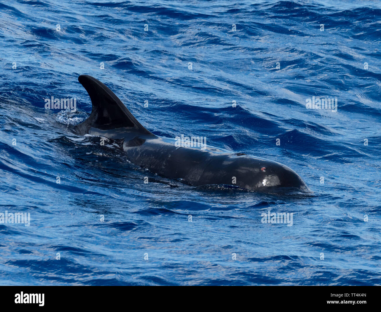 Short-finned pilot whale, Globicephala macrorhynchus, surfacing off the ...