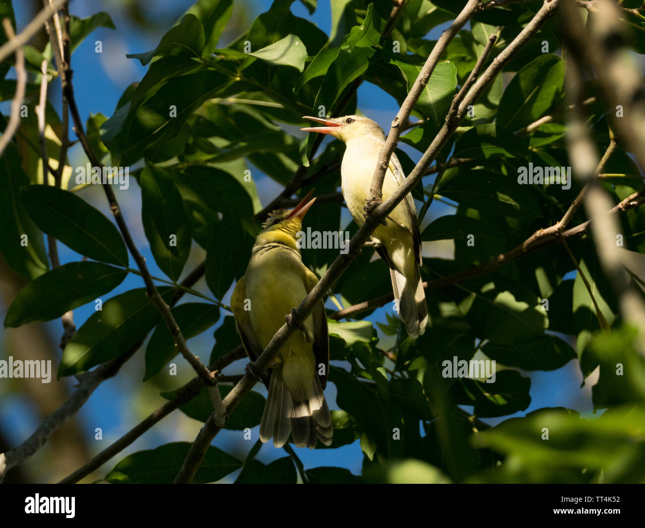 Southern Marquesas Reed Warbler, Acrocephalus mendanae, on Ua Pou ...