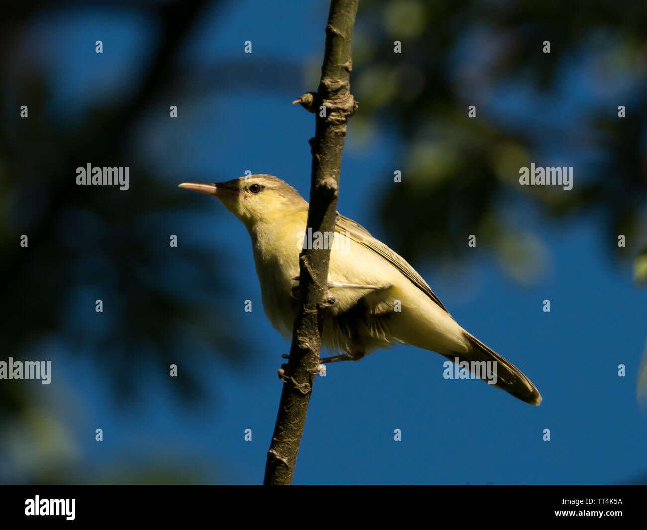 Southern Marquesas Reed Warbler, Acrocephalus mendanae, on Ua Pou ...