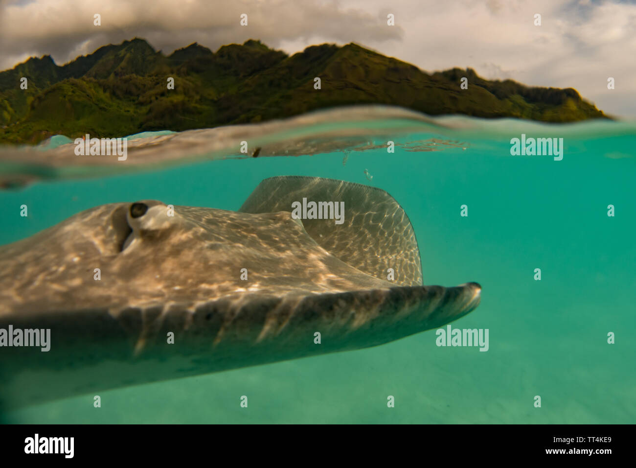 Tahiti stingray in the shallow lagoon of Mo'orea island, French ...