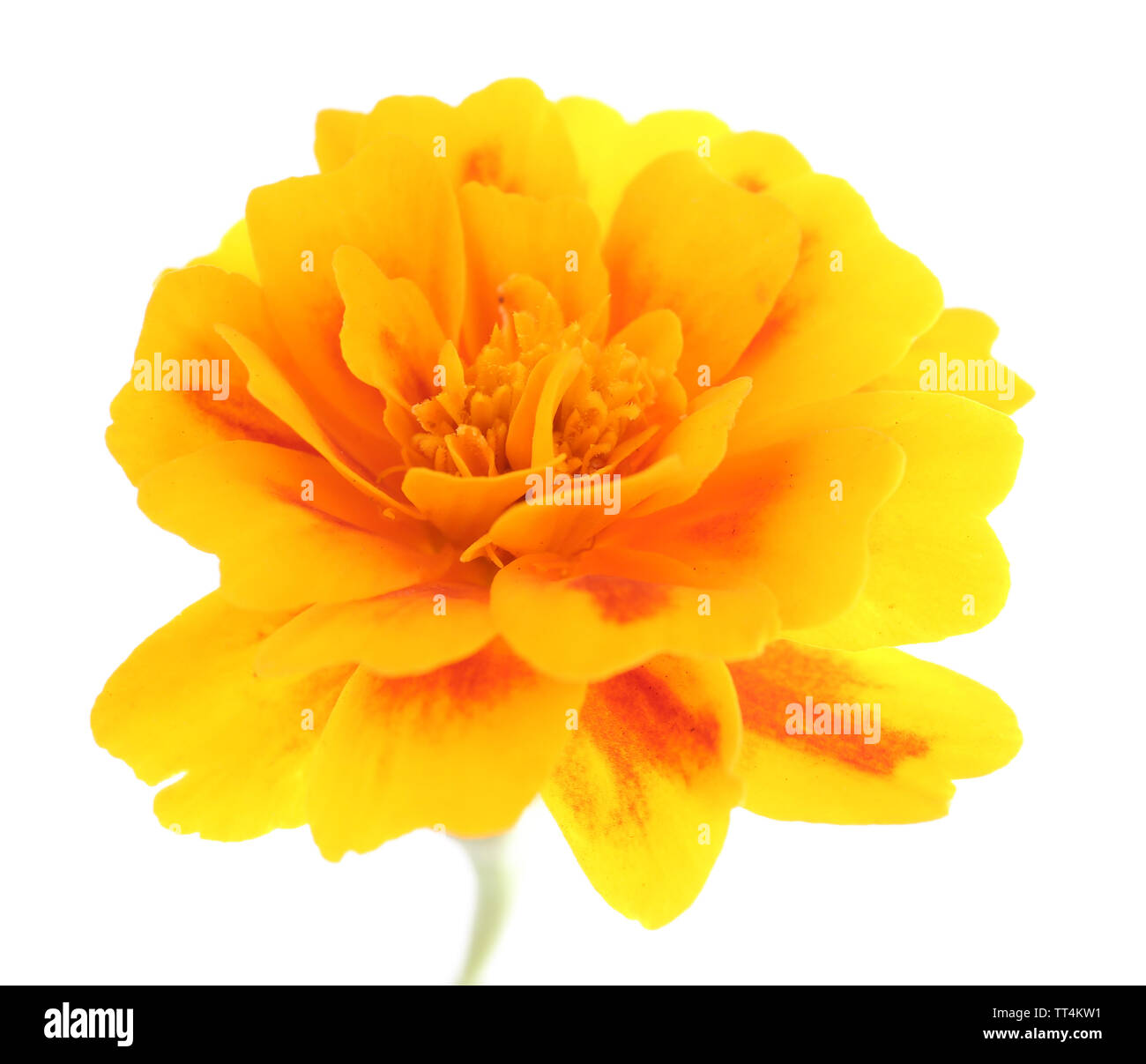 beautiful marigold flower, isolated on white Stock Photo - Alamy