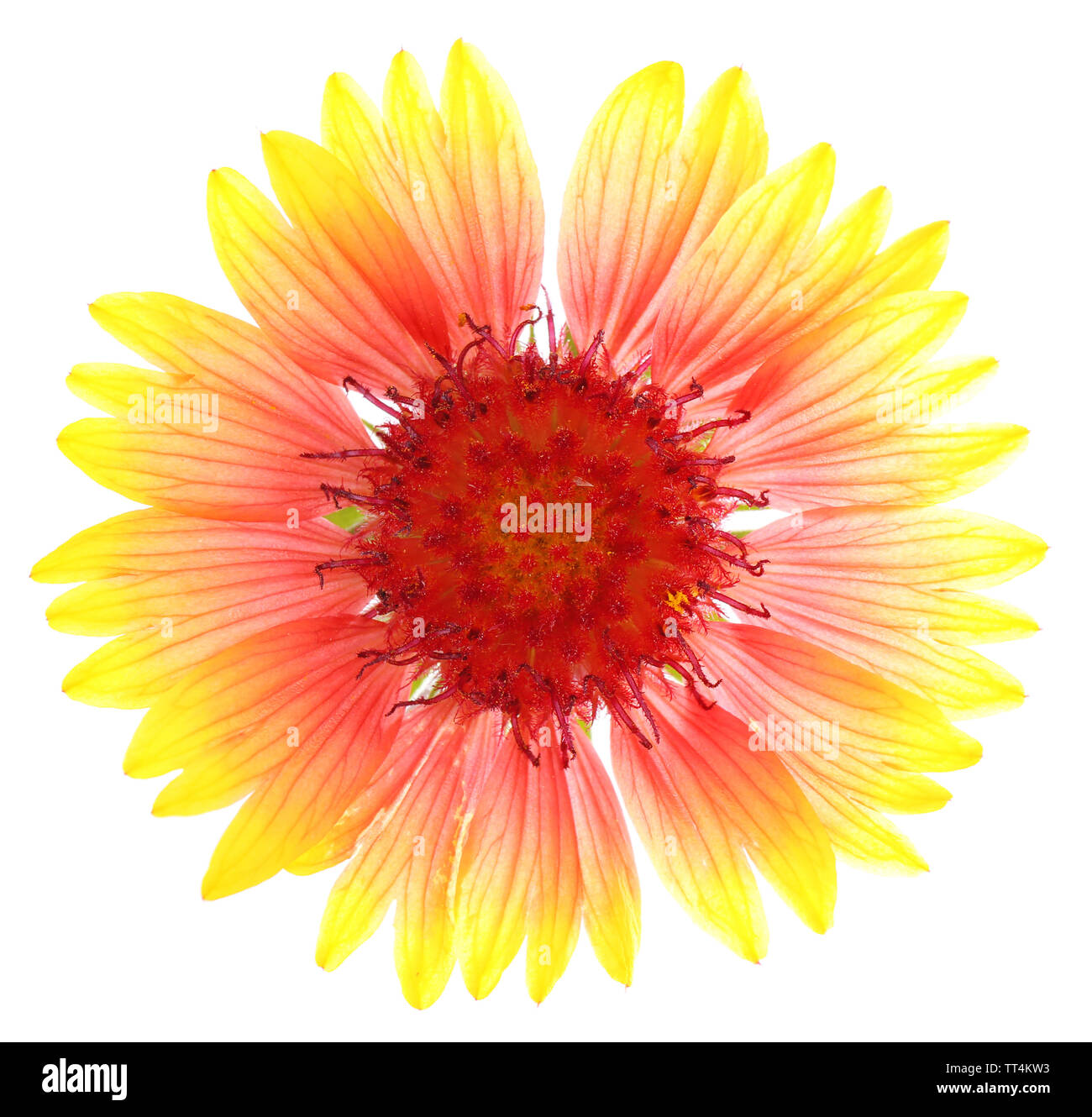 beautiful daisy flower, isolated on white Stock Photo - Alamy