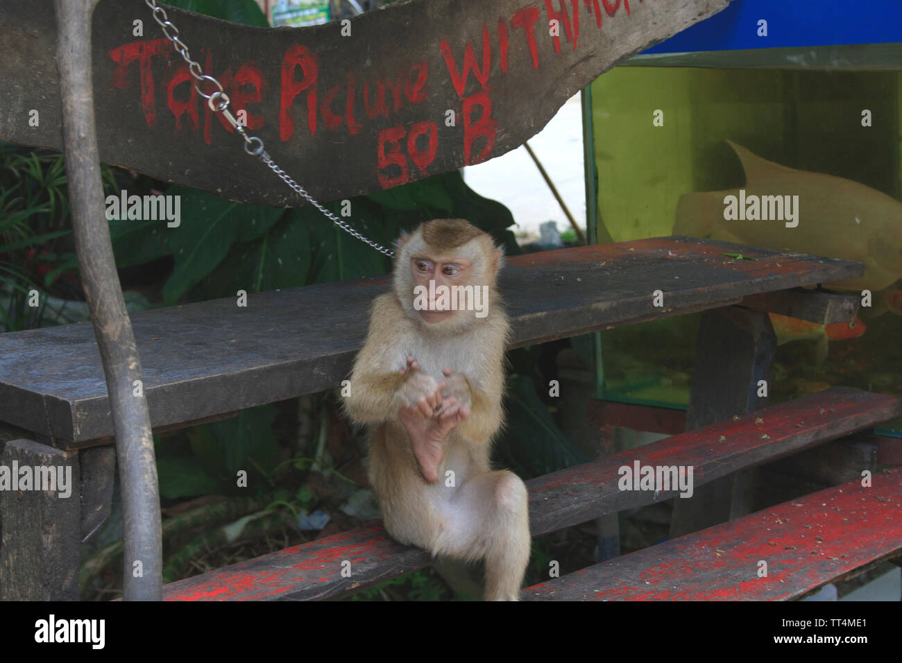 Unchained animal hi-res stock photography and images - Alamy