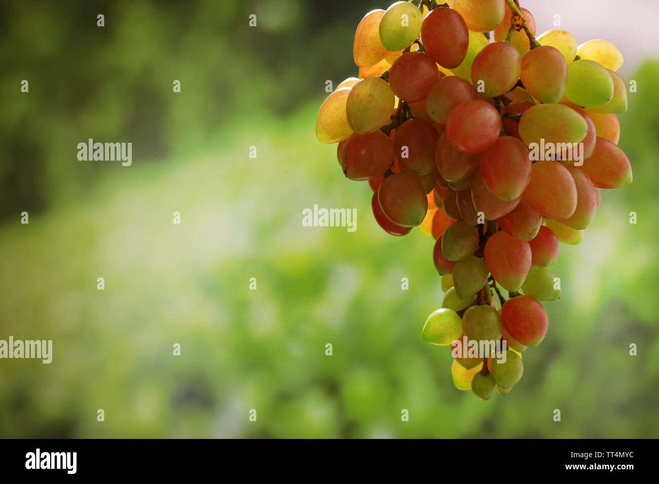 Grape on natural background Stock Photo - Alamy