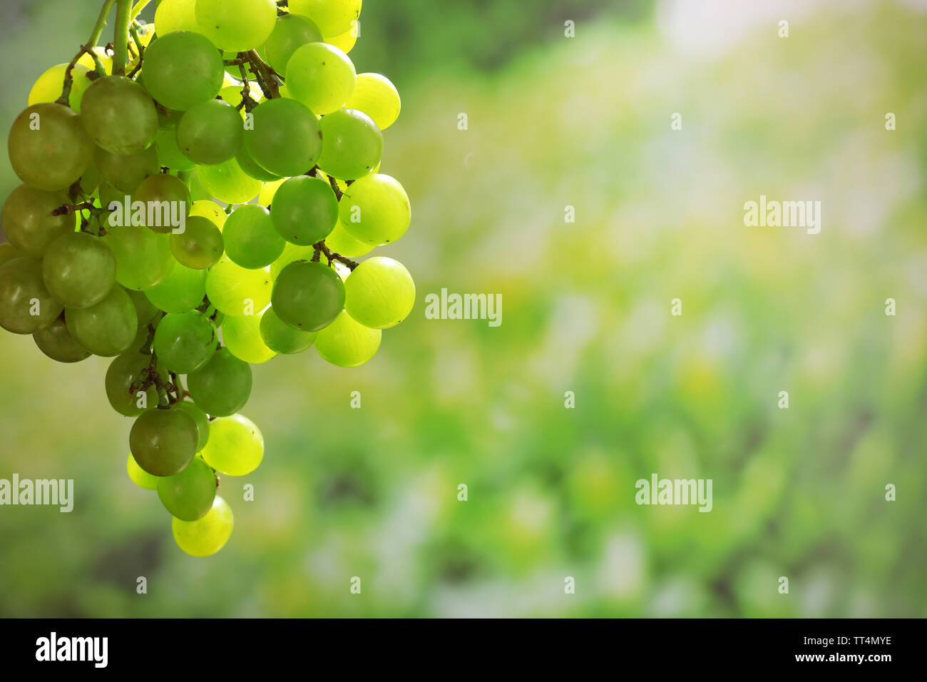 Grape on natural background Stock Photo - Alamy