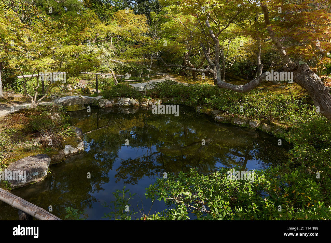 Japanese maple park hi-res stock photography and images - Alamy