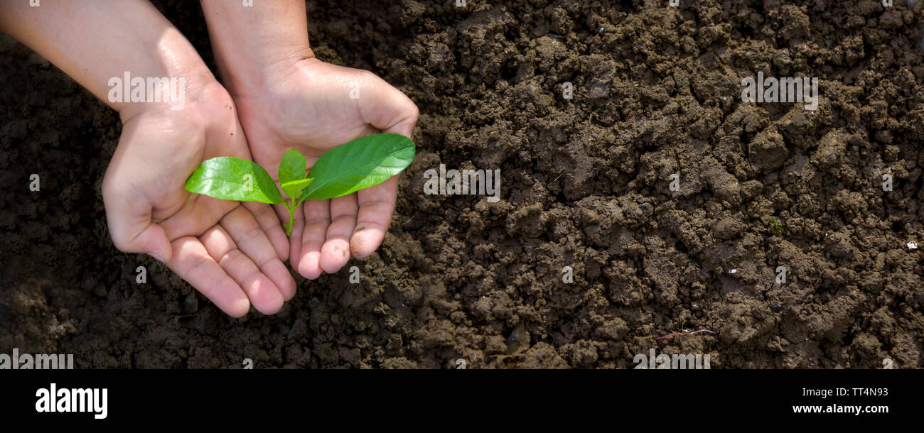 Trees with money, saving money and growing hands Stock Photo - Alamy