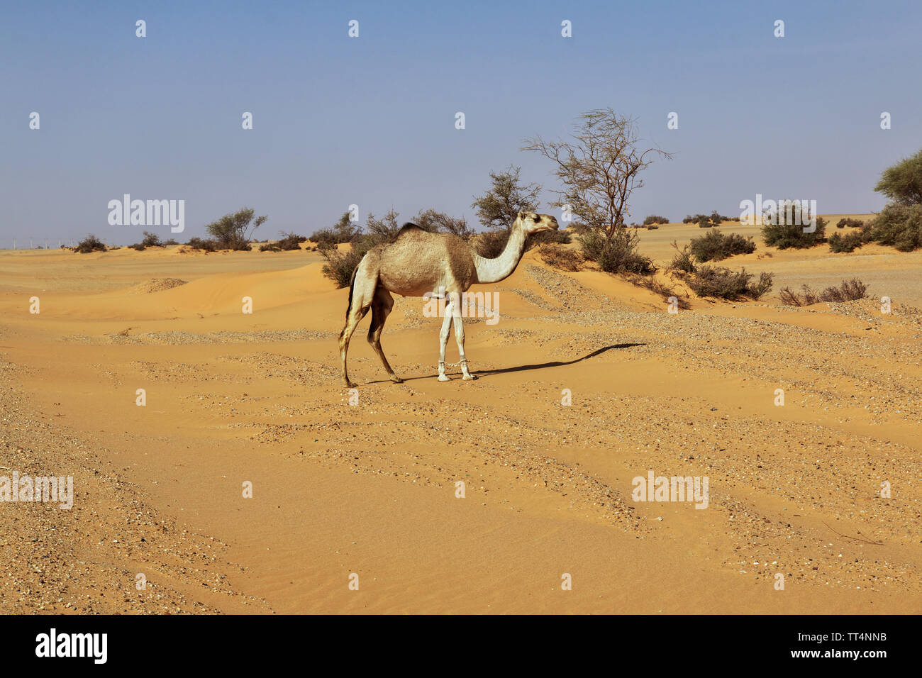 Chad africa desert sand dunes hi-res stock photography and images - Alamy