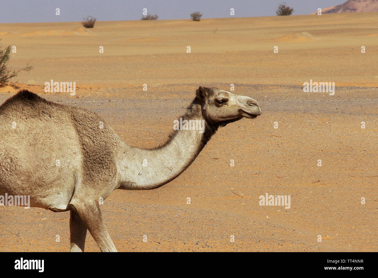 Chad Africa Desert Sand Dunes High Resolution Stock Photography and ...