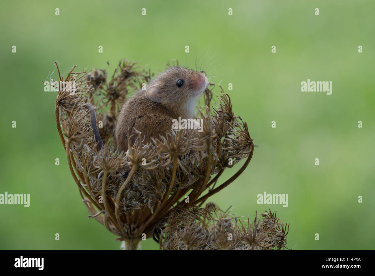 Harvest mouse nest hi-res stock photography and images - Alamy