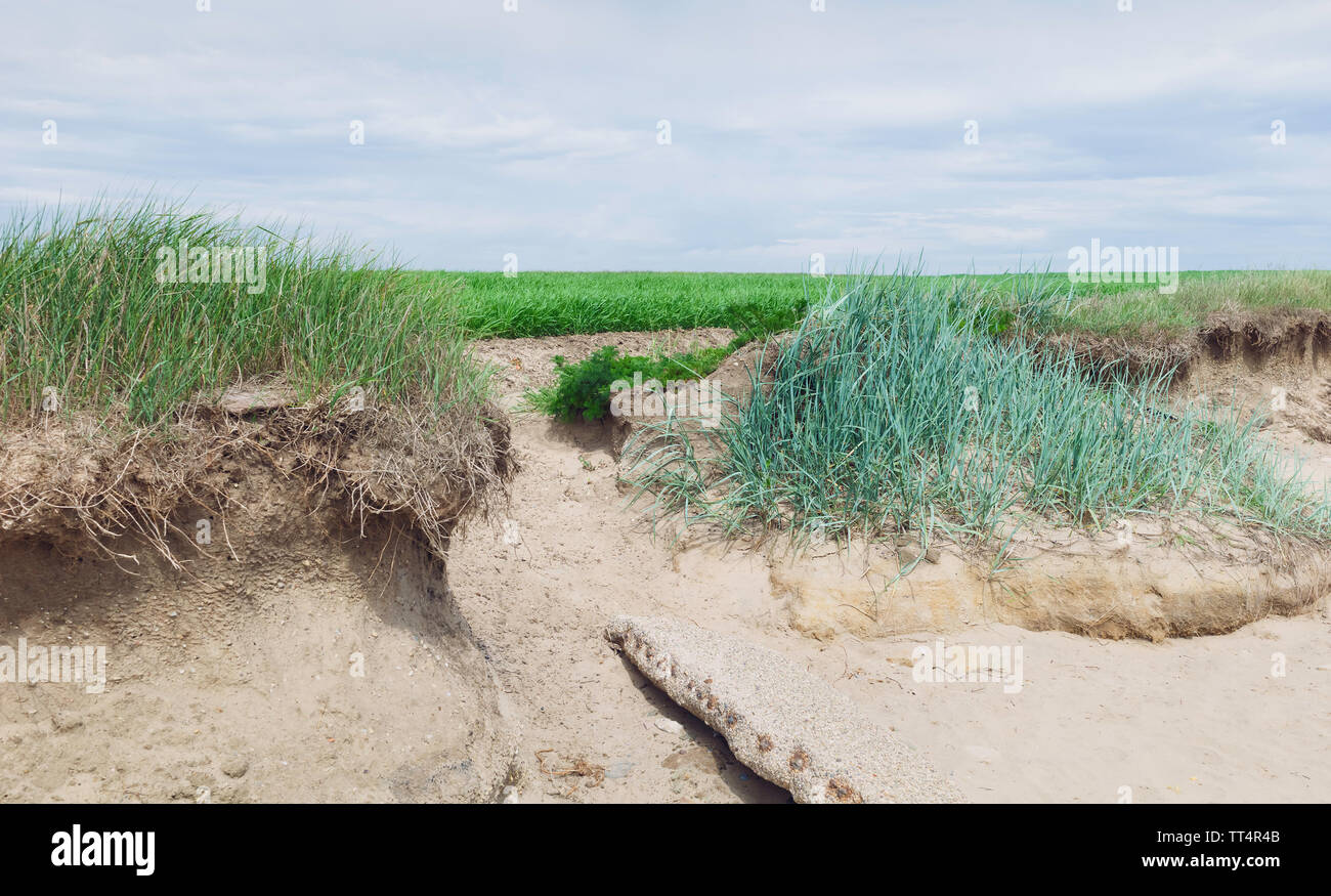 Sandy shoreline with tall grasses and eroded edge flanked by wheat ...