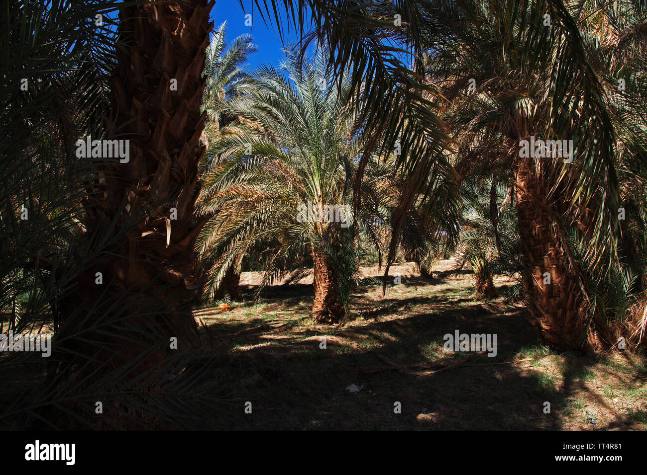 An oasis in the Sahara desert, Africa Stock Photo - Alamy