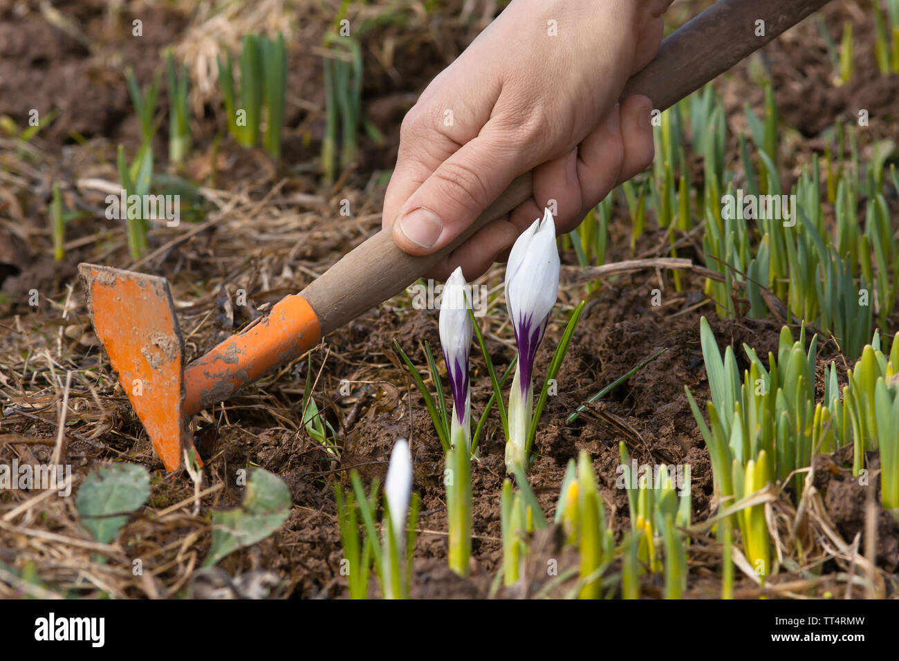 hands weeding of flower bed with crocuses and daffodils in the garden ...