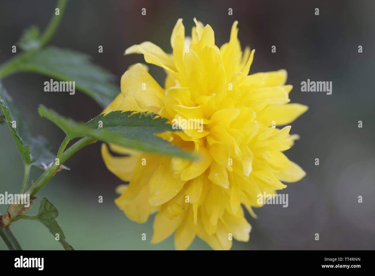 Yellow flowers single stem hi-res stock photography and images - Alamy