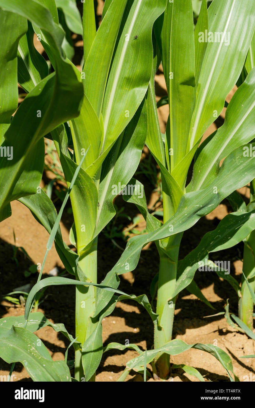 Agriculture, still green corn field, France Stock Photo - Alamy