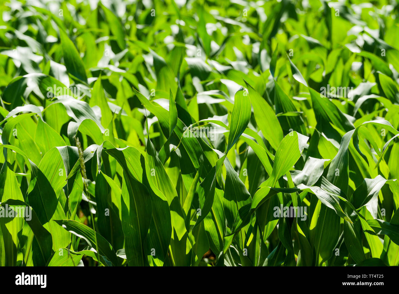 Agriculture, still green corn field, France Stock Photo - Alamy