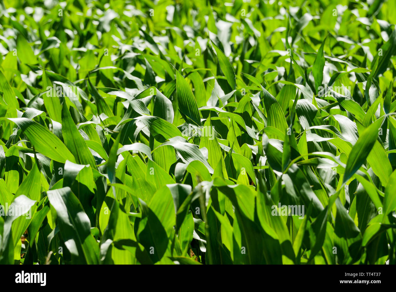 Agriculture, still green corn field, France Stock Photo - Alamy