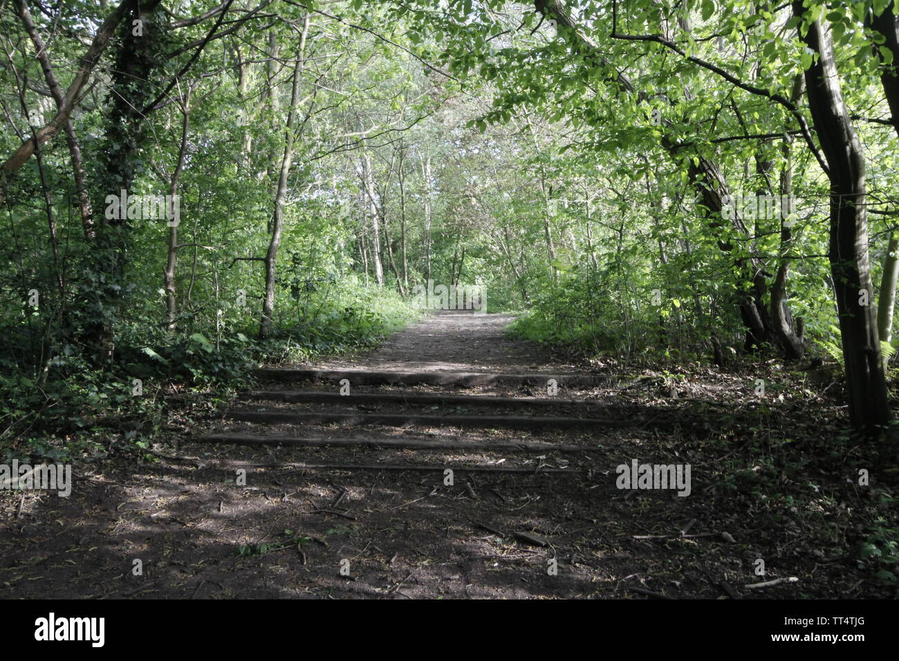 woodland landscape scene showing a broad path with green trees in the ...