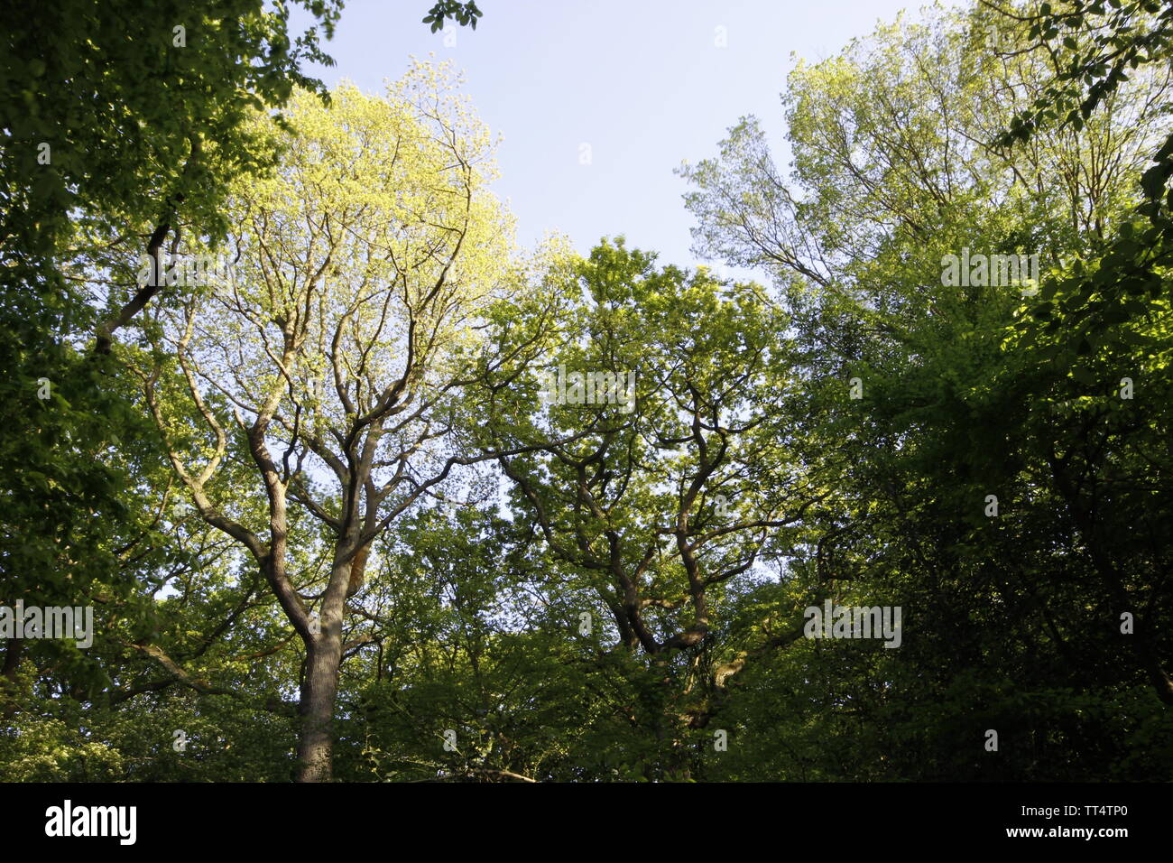Blue sky through trees hi-res stock photography and images - Alamy