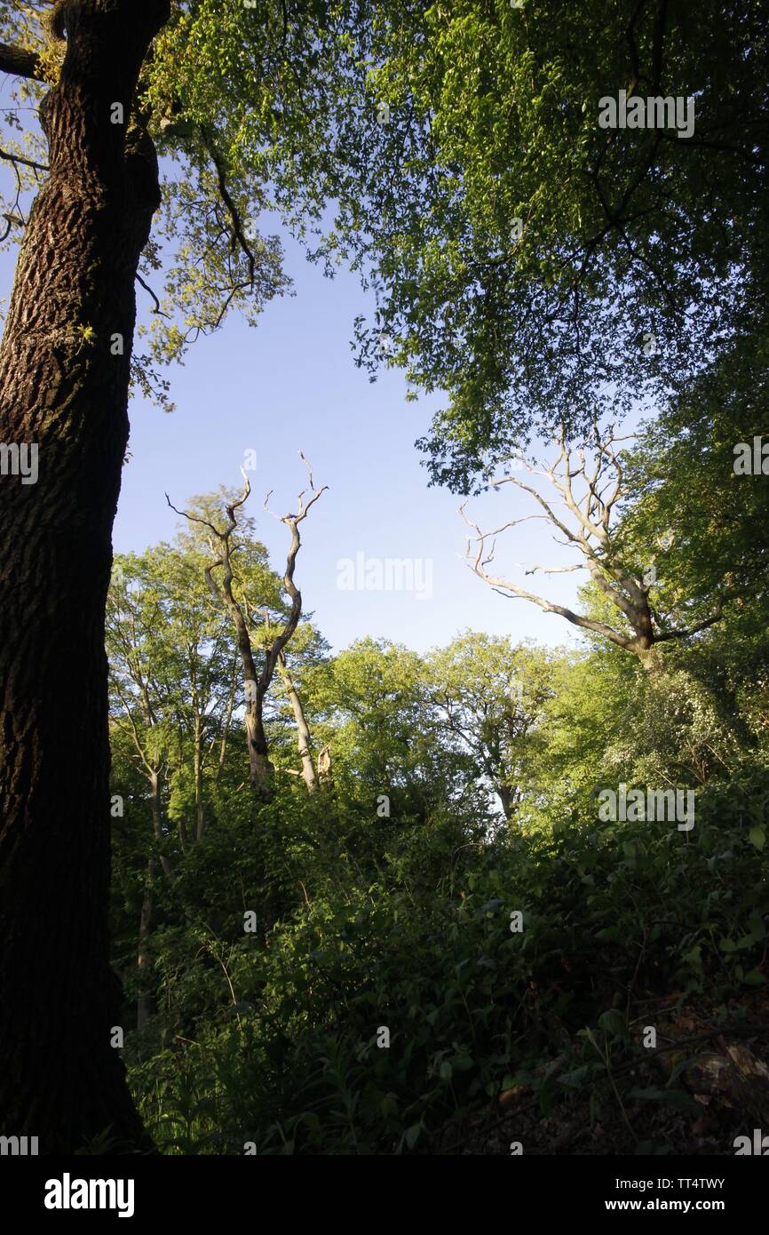 Blue sky through trees hi-res stock photography and images - Alamy