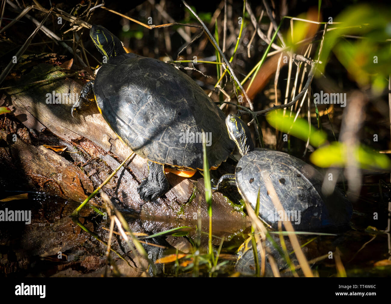 Mama turtle and baby Stock Photo - Alamy