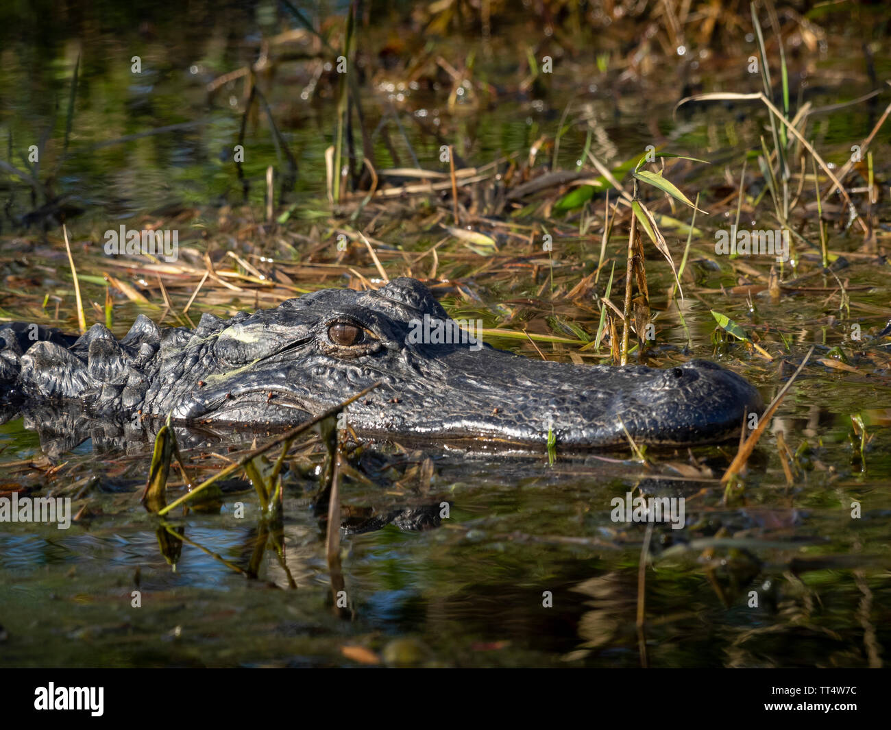 Alligator in a swamp Stock Photo - Alamy