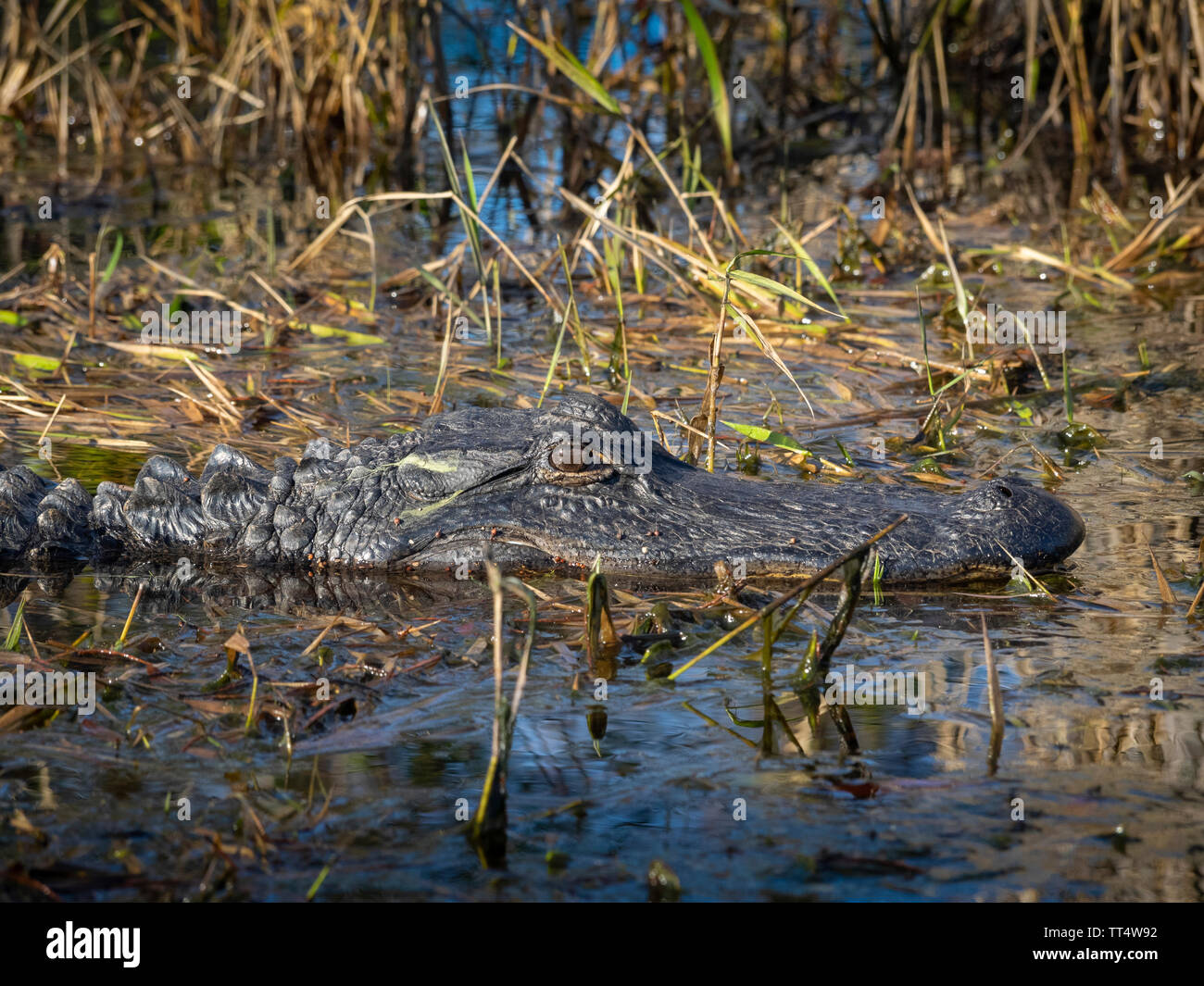 Alligator in a swamp Stock Photo - Alamy