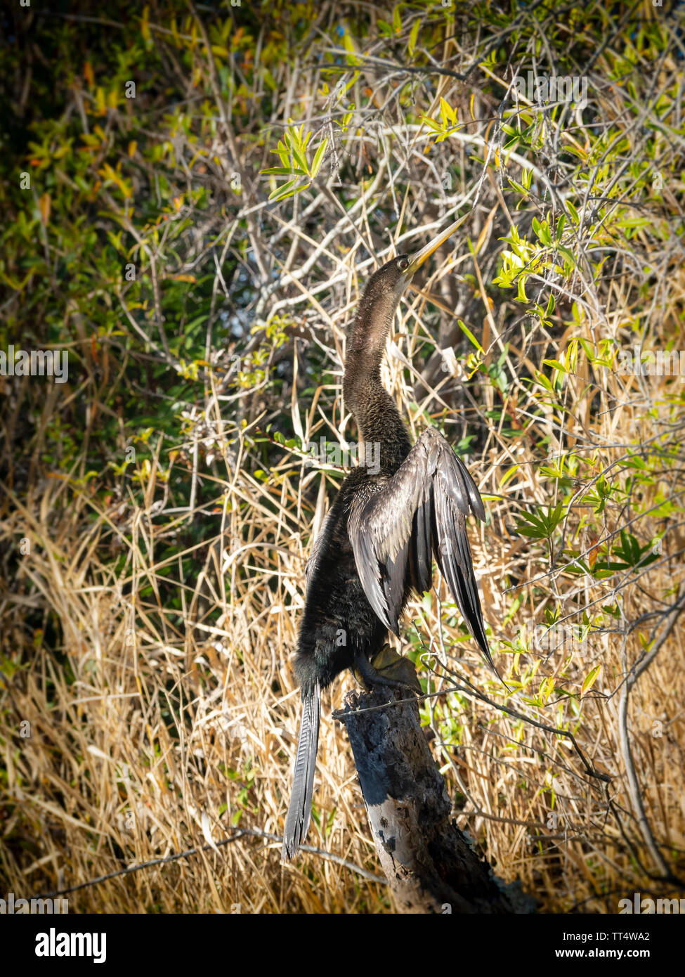 Anhinga drying it's wings Stock Photo - Alamy