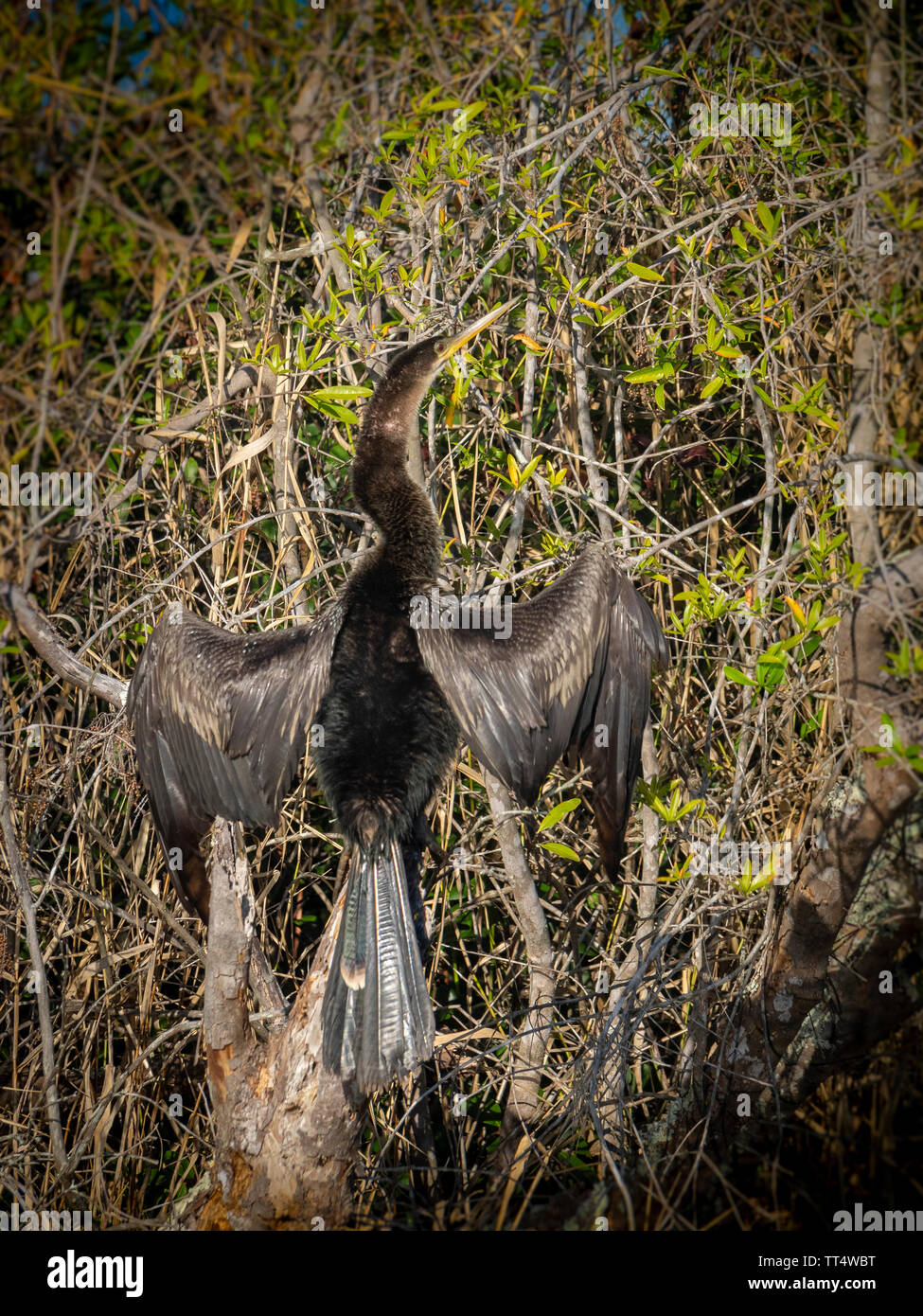 Anhinga drying it's wings Stock Photo - Alamy
