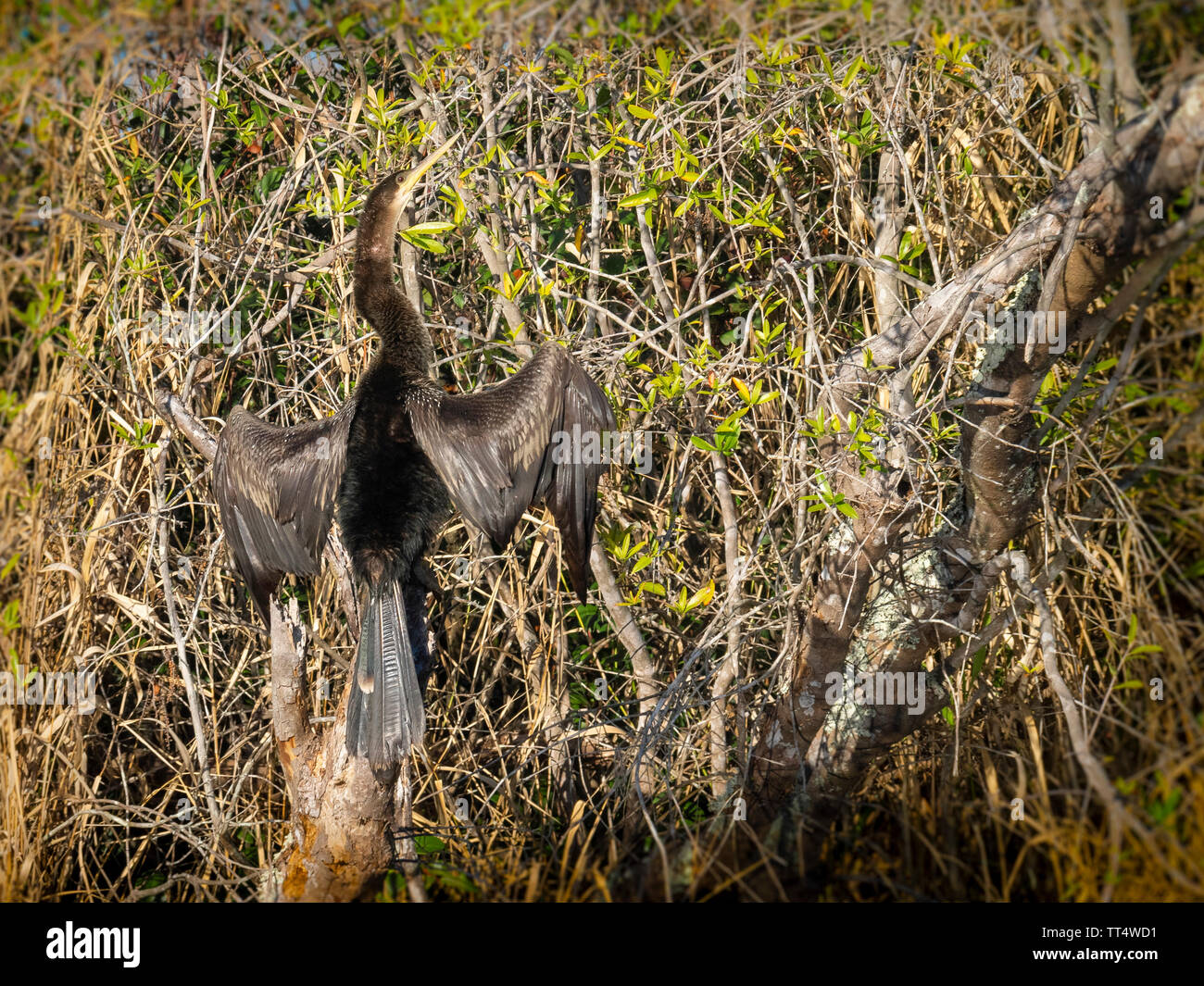 Anhinga drying it's wings Stock Photo - Alamy