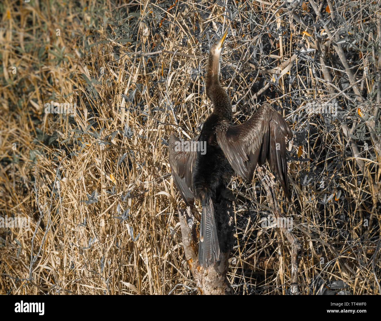 Anhinga drying it's wings Stock Photo - Alamy