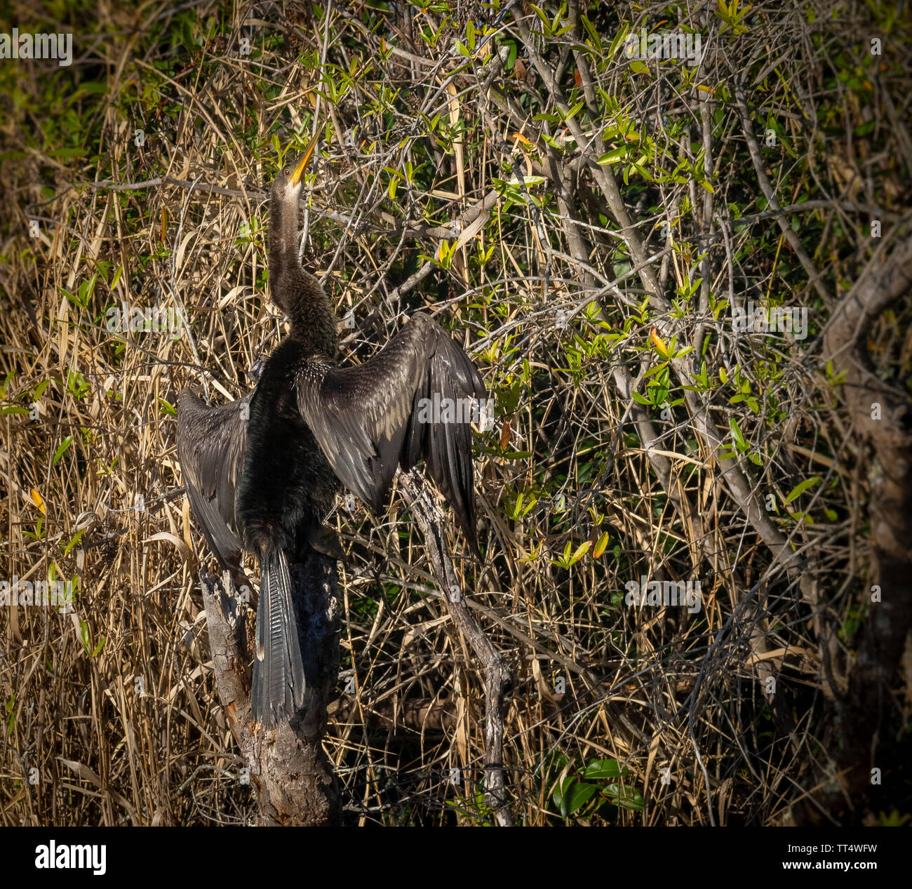 Anhinga drying it's wings Stock Photo - Alamy