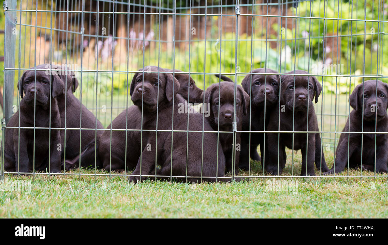 Chocolate Labrador Puppies Stock Photo - Alamy