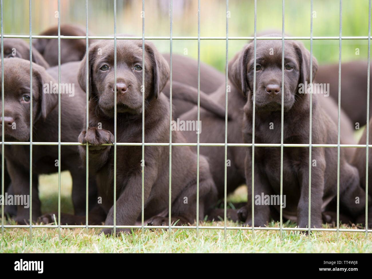 Chocolate Labrador Puppies Stock Photo - Alamy