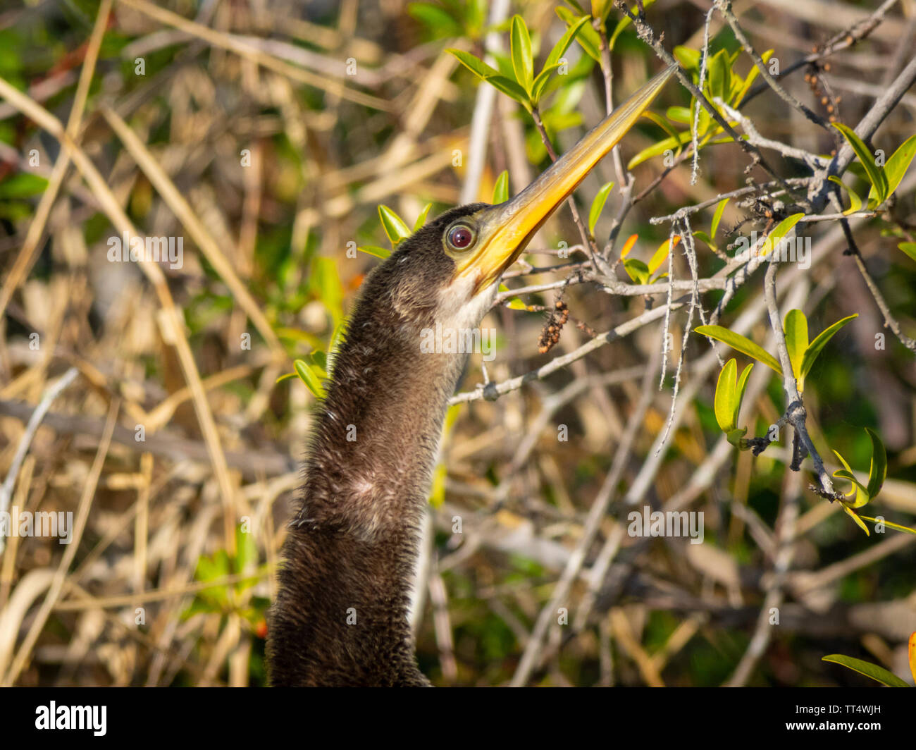 Anhinga drying it's wings Stock Photo - Alamy