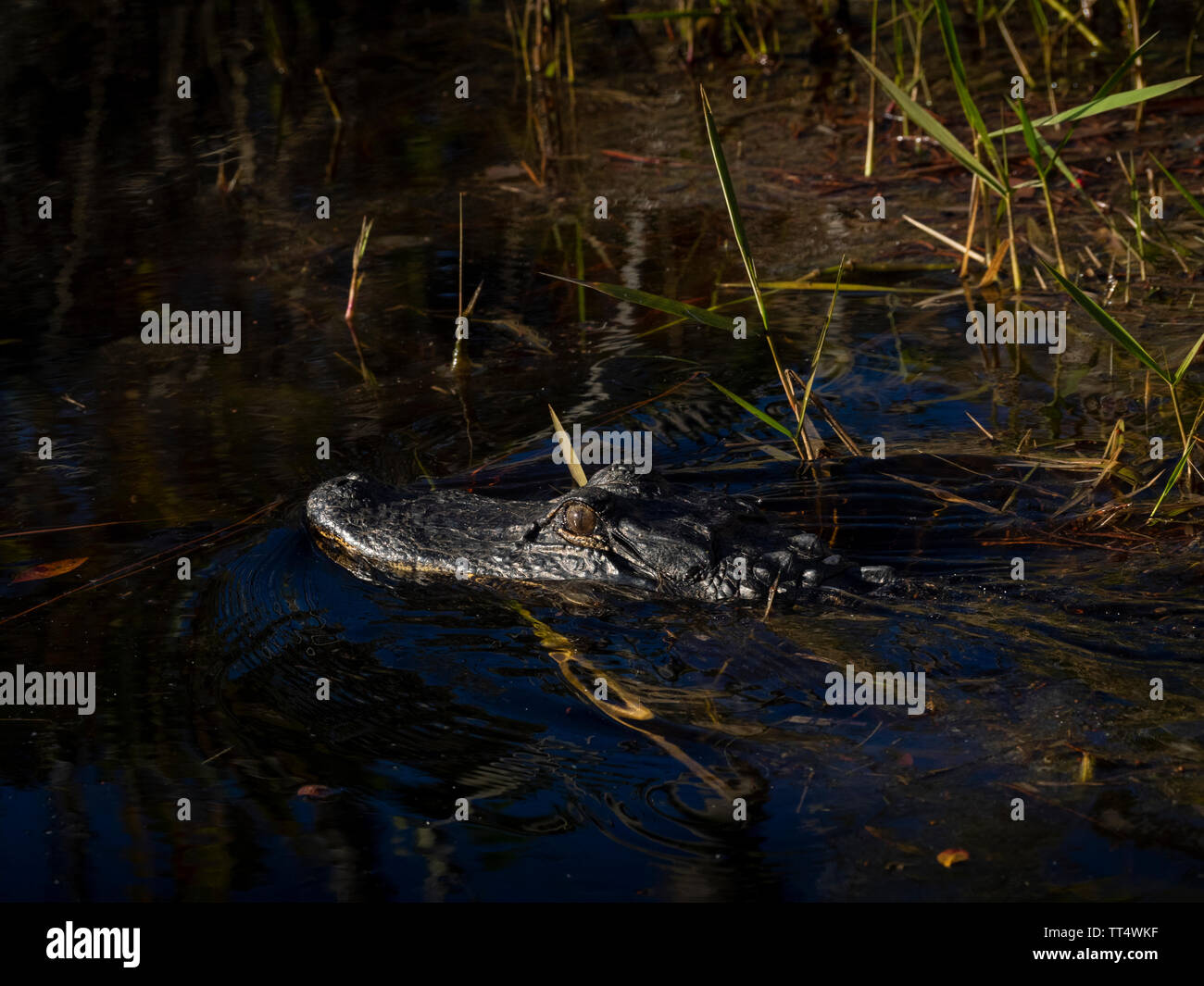 Alligator in a swamp Stock Photo - Alamy
