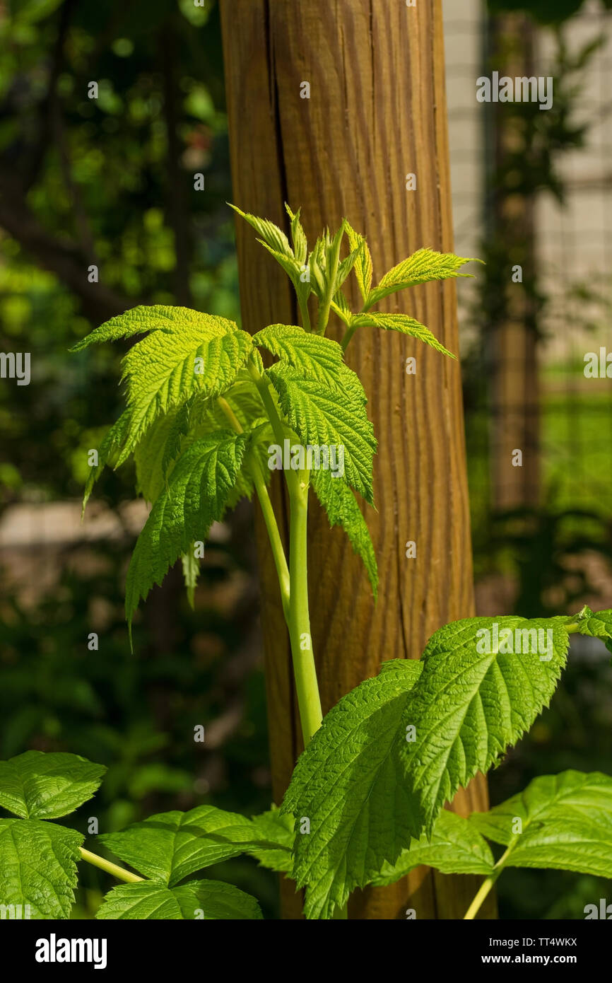 New spring growth on a raspberry plant growing in a vegetable garden in ...